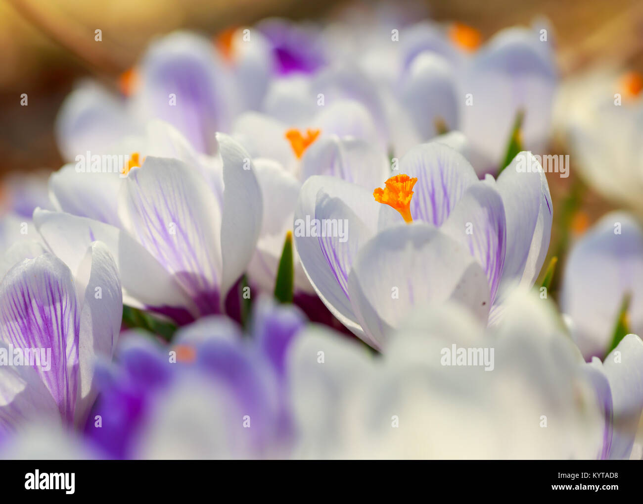 Colorful crocus in the spring garden Stock Photo - Alamy
