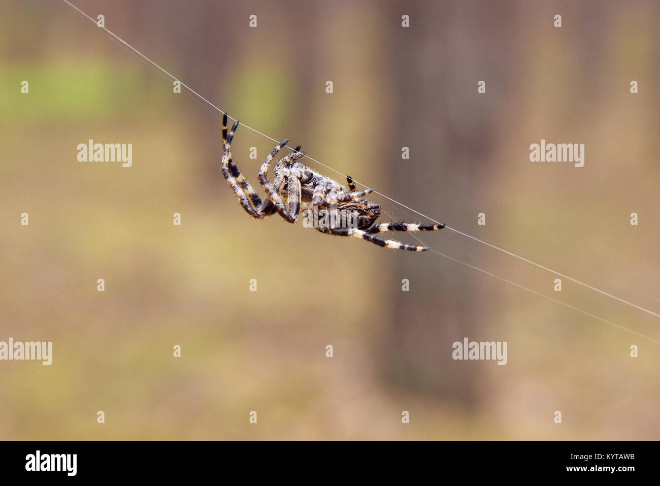 Spider hanging upside down hi-res stock photography and images - Alamy