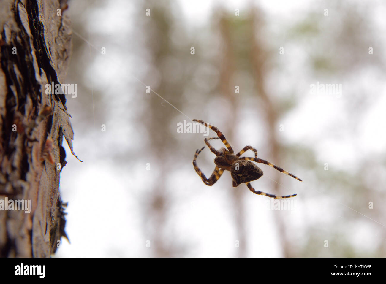 Spider web background hi-res stock photography and images - Alamy