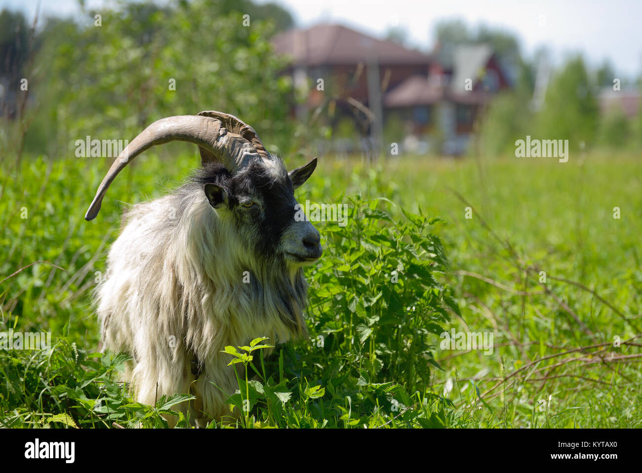 Goat with big broken horns in a dense grass Stock Photo - Alamy