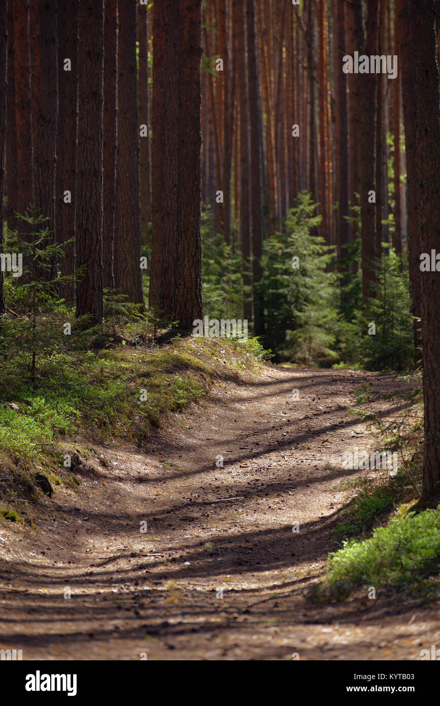Track in the pine forest Stock Photo - Alamy