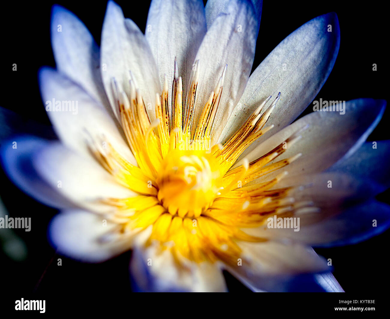 Lotus, create jobs for out like artwork Stock Photo - Alamy