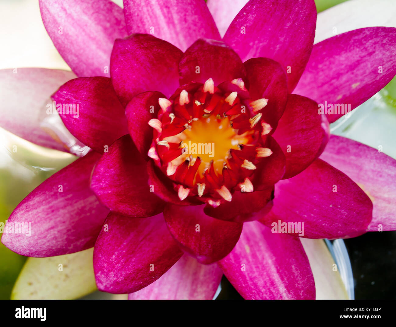 Lotus flower colors hi-res stock photography and images - Alamy