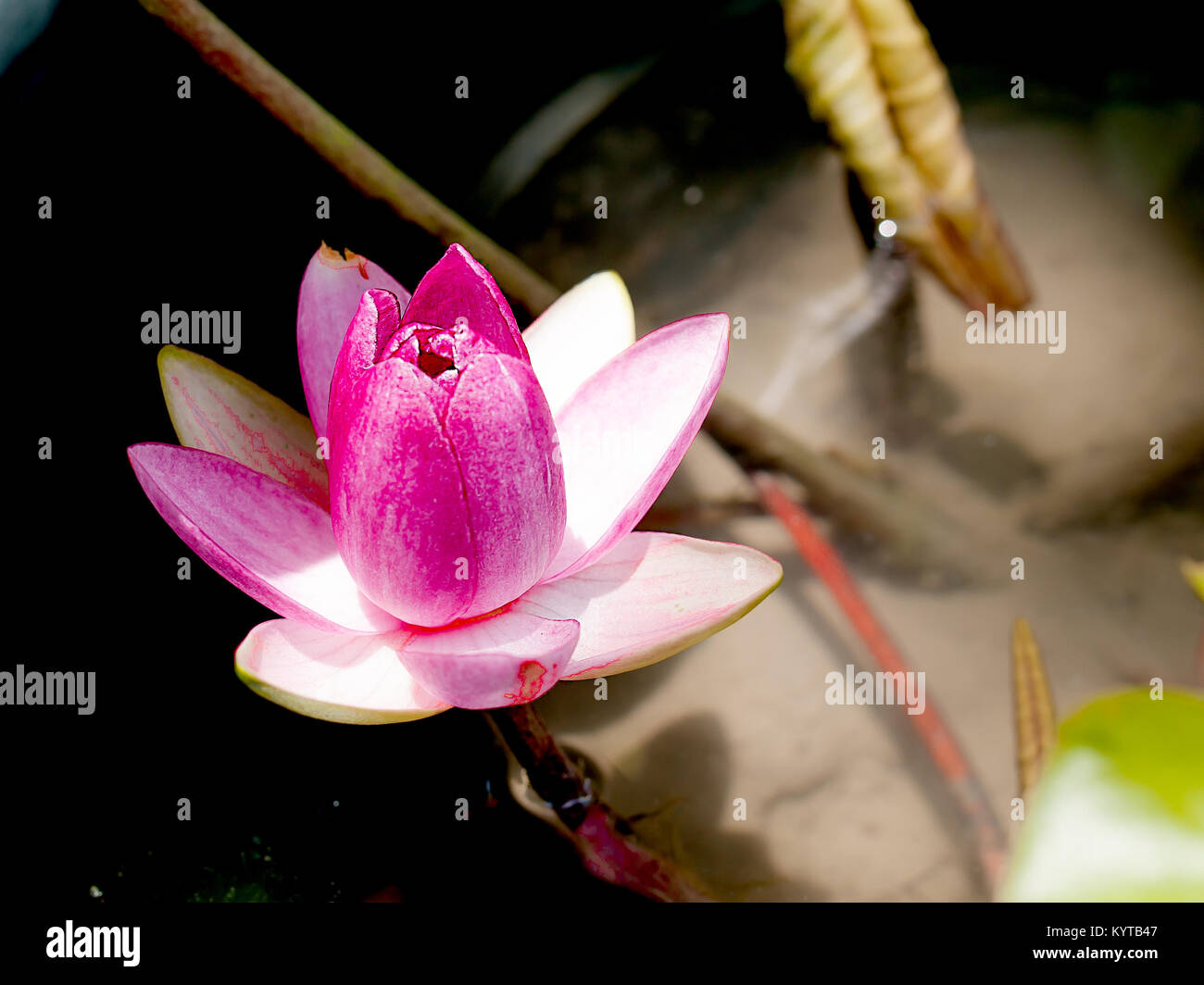 Lotus flower colors hi-res stock photography and images - Alamy