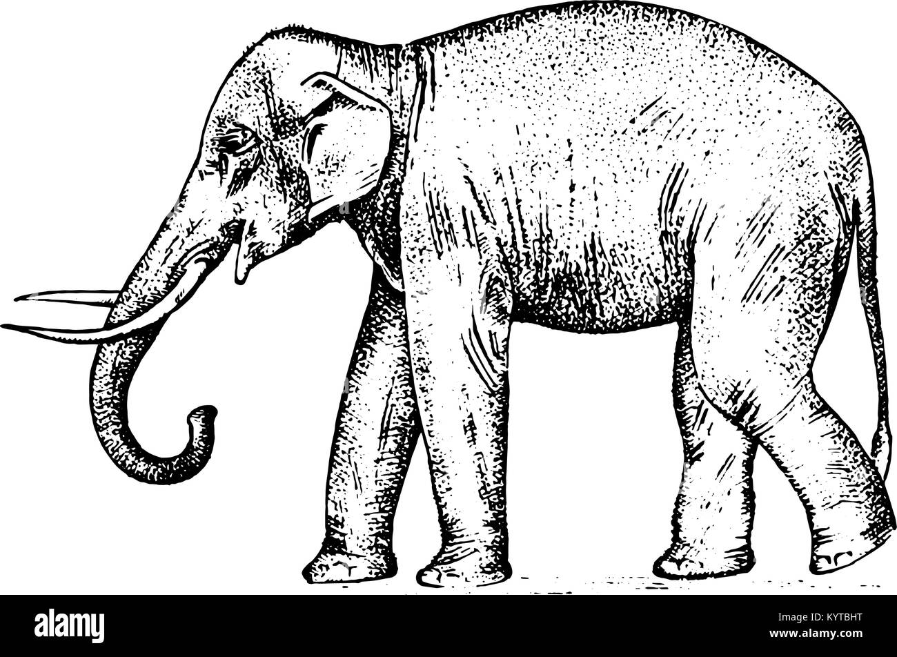 Black And White Indian Elephant Drawing