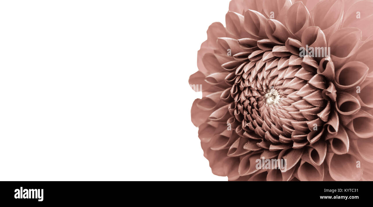 Dahlia flower details macro photography as border frame. Photo with ...