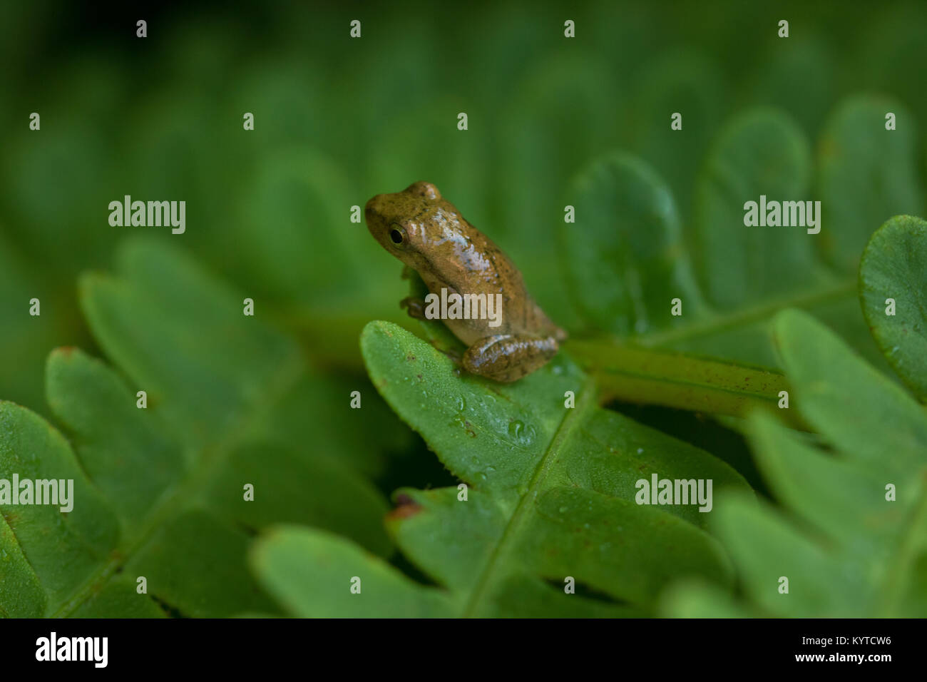 Spring peeper (Pseudacris crucifer) perched on a fern at Brown's Lake ...