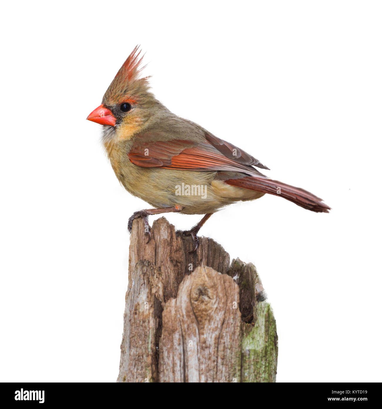 Female cardinal bird hi-res stock photography and images - Alamy