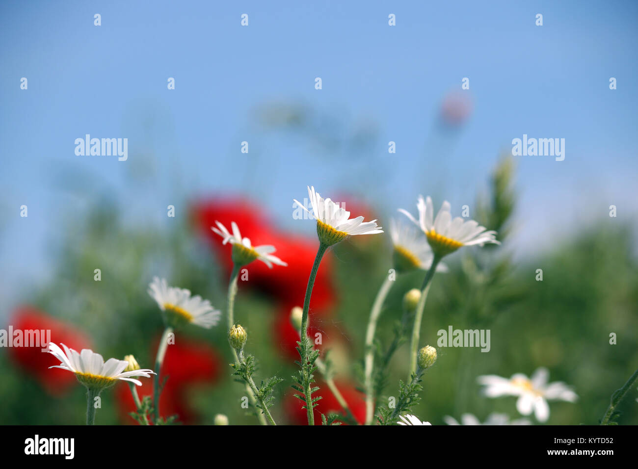 chamomile flower spring season nature Stock Photo - Alamy