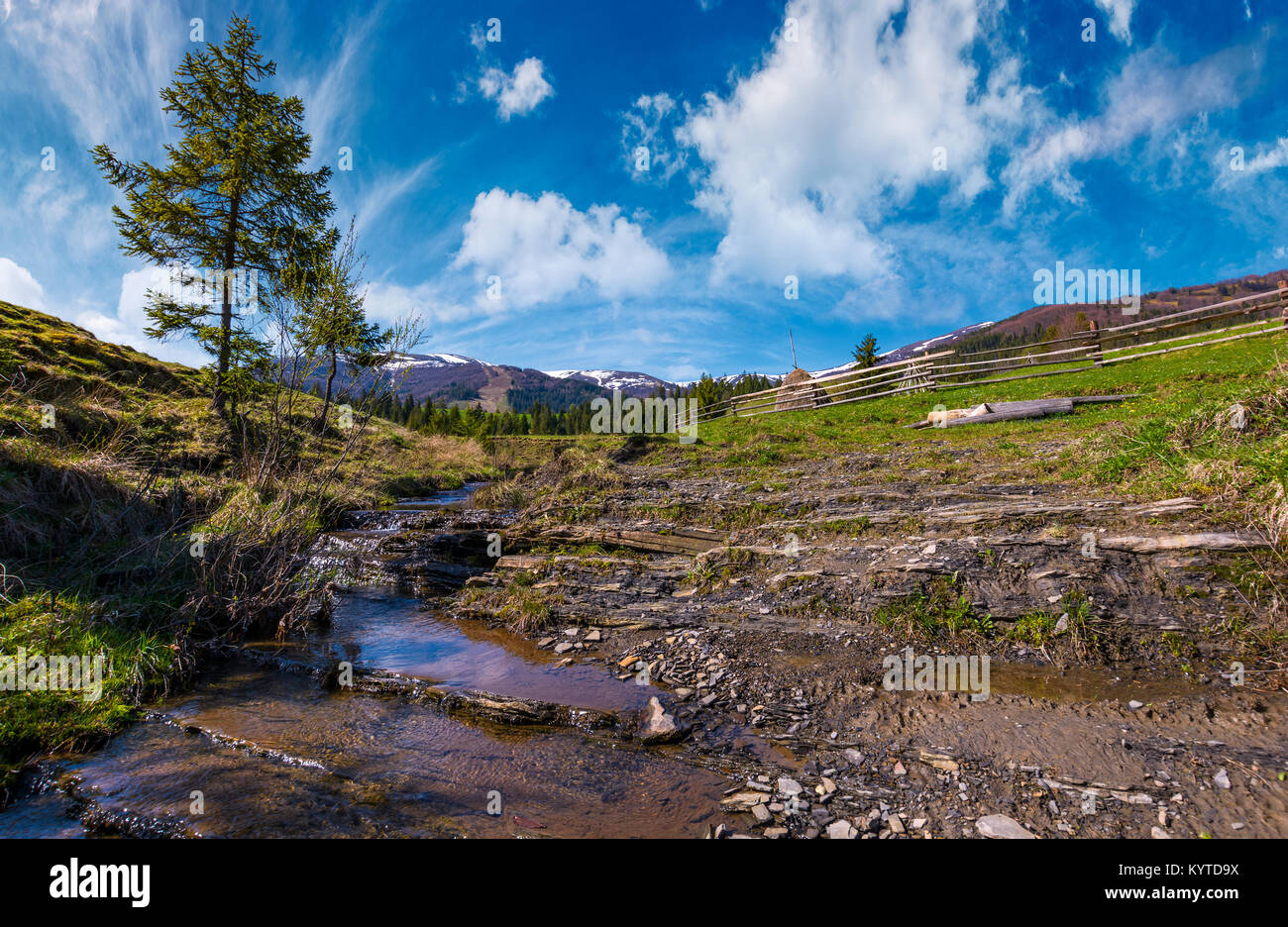 spruce tree and small brook in mountains. lovely springtime scenery in ...