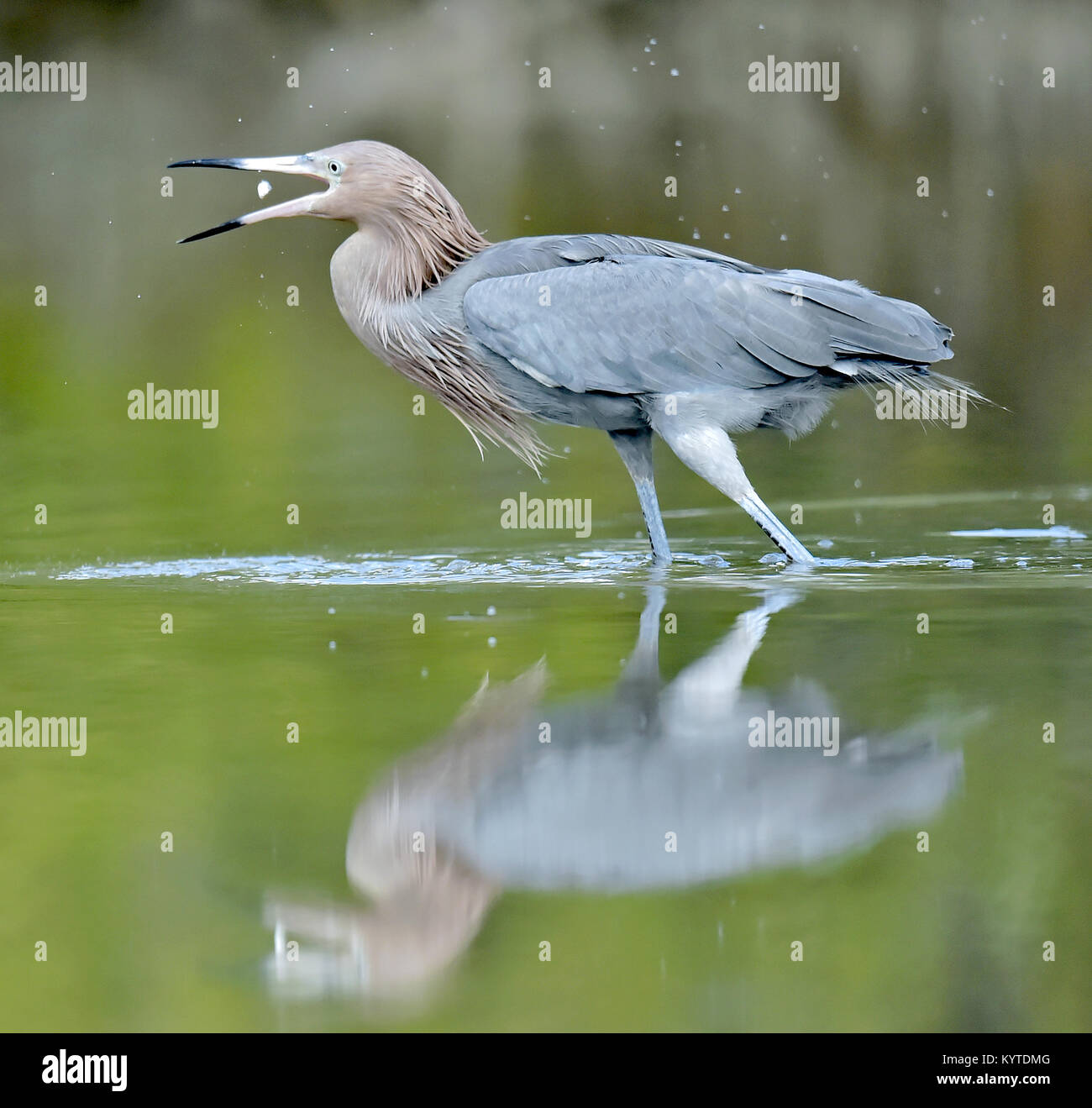 Little Blue Heron (Egretta caerulea) fishing, goes on water on green ...