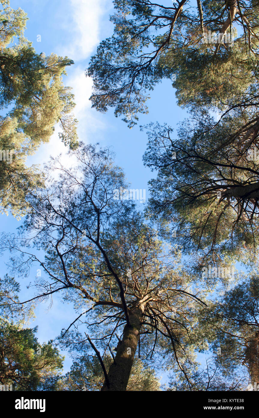Autumn sunlight in pine forest, Exmoor, Somerset, UK - John Gollop ...