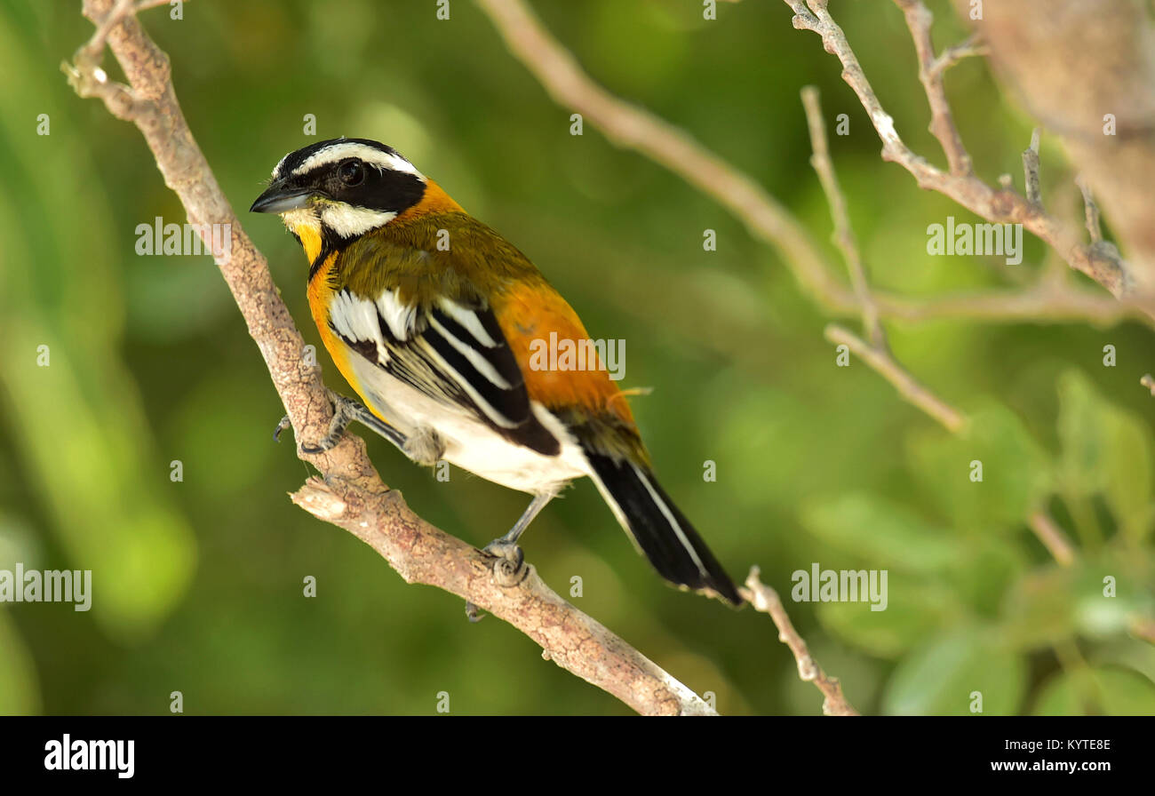 Western Spindalis, Spindalis zena, perched on branch. Stripe-headed ...
