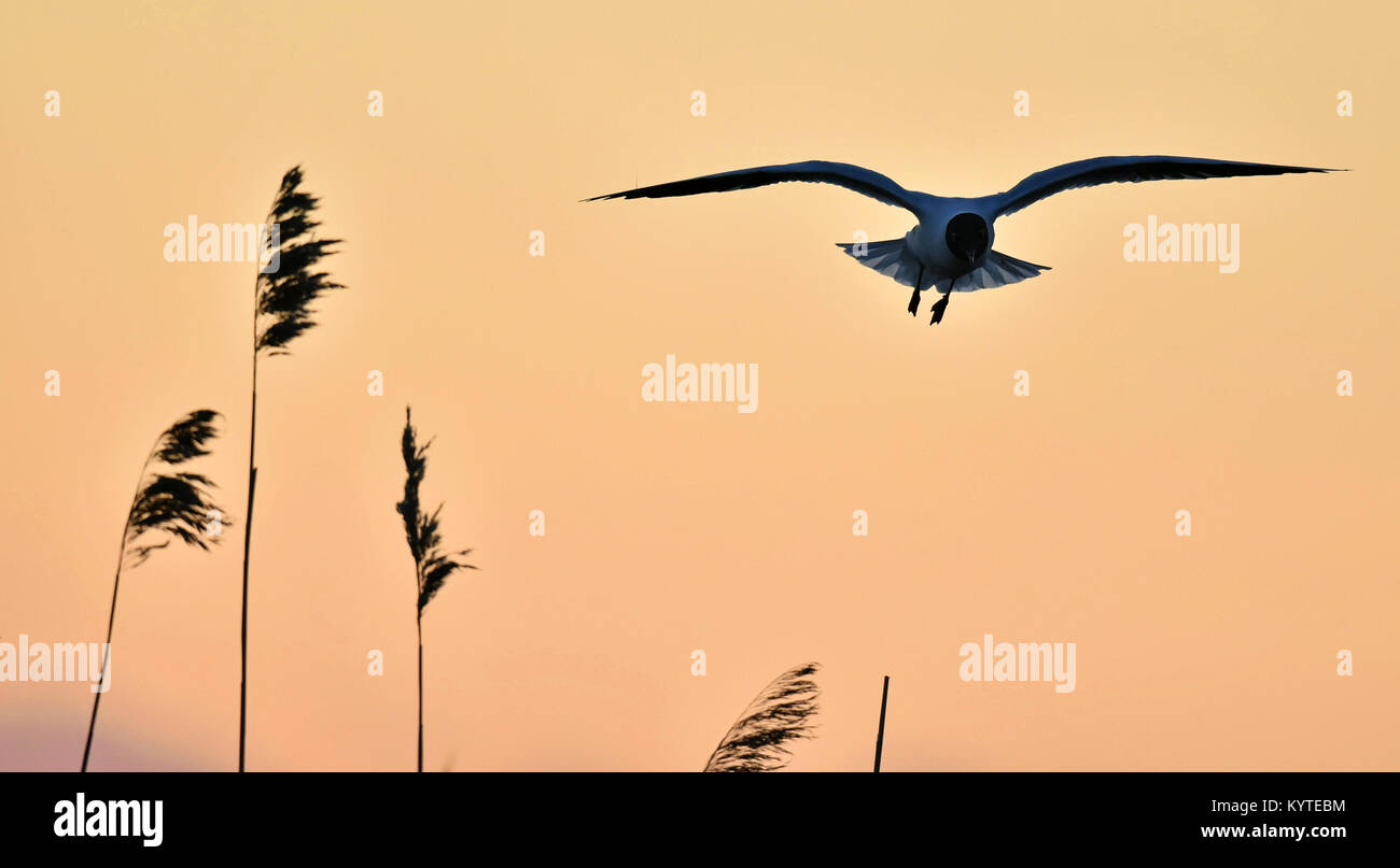 Birds fly against wind sunset hi-res stock photography and images - Alamy