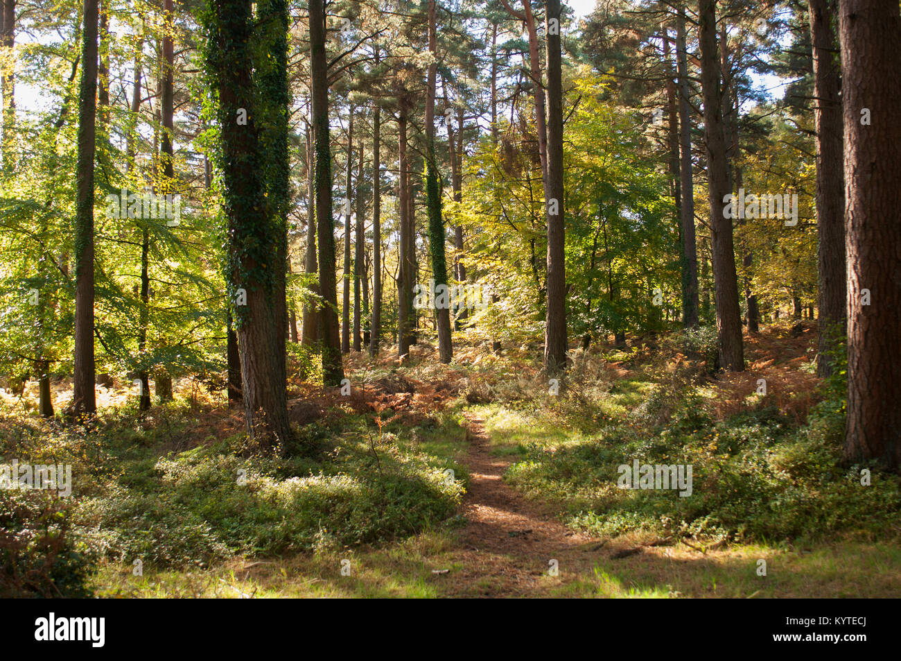 English tree trunks with sunlight hi-res stock photography and images ...