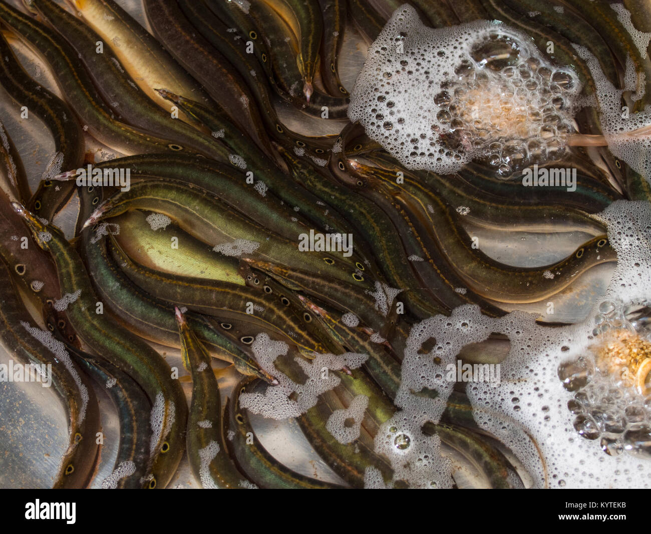 Swamp eels market hi-res stock photography and images - Alamy