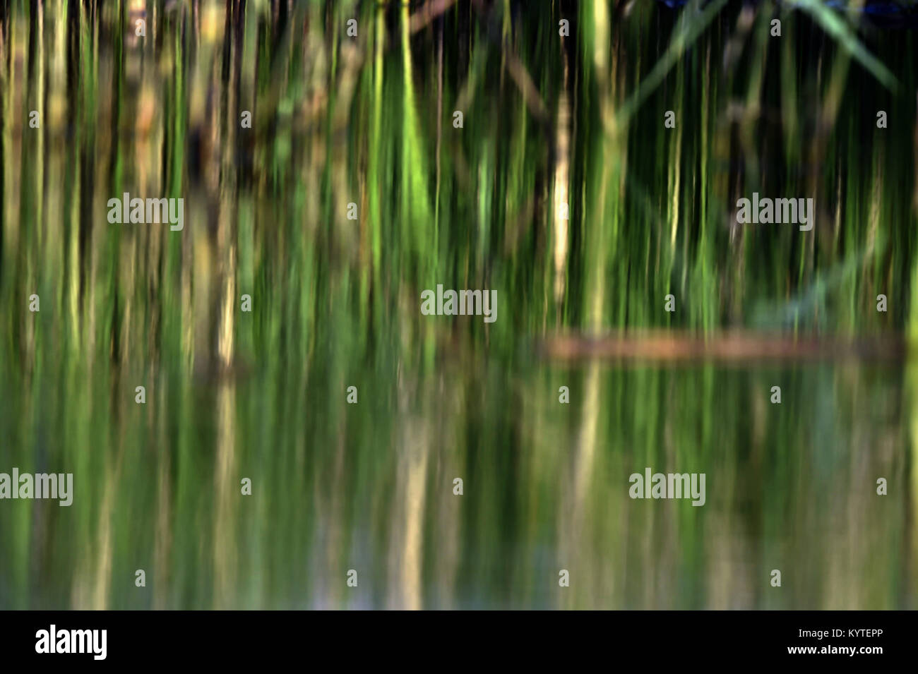 Green plant reflection in the water background. Abstract green Natural ...