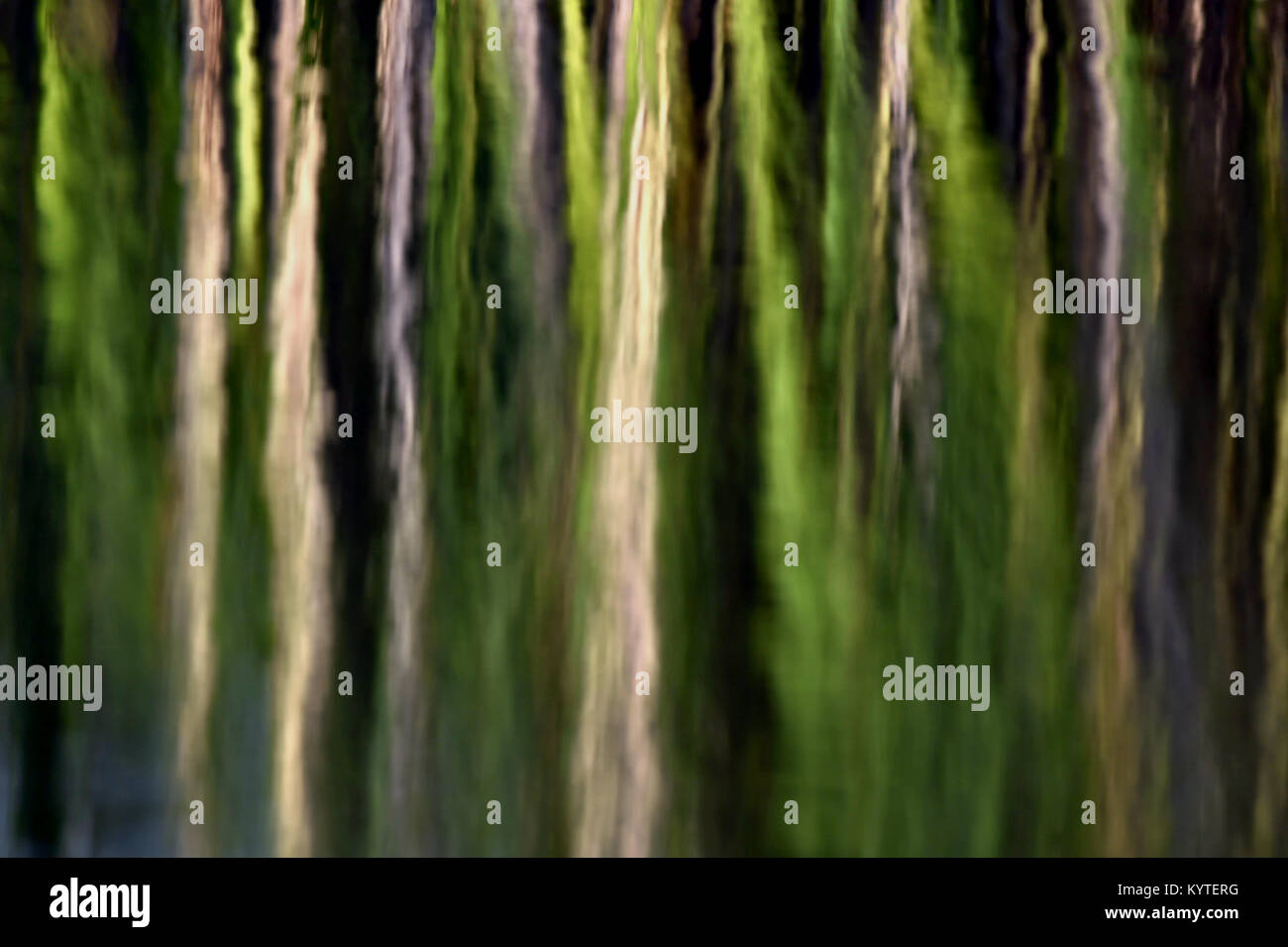 Green plant reflection in the water background. Abstract green Natural ...