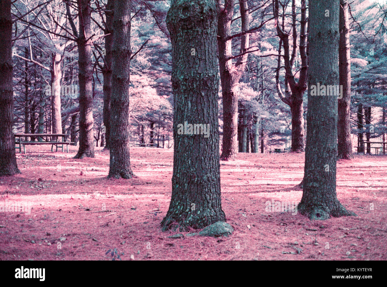 Purple forest hi-res stock photography and images - Alamy