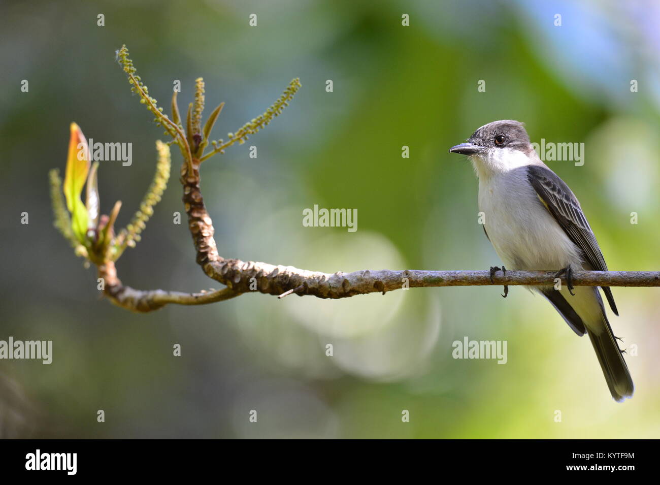 Loggerhead Kingbird (Tyrannus caudifasciatus). Cuba. March Stock Photo ...