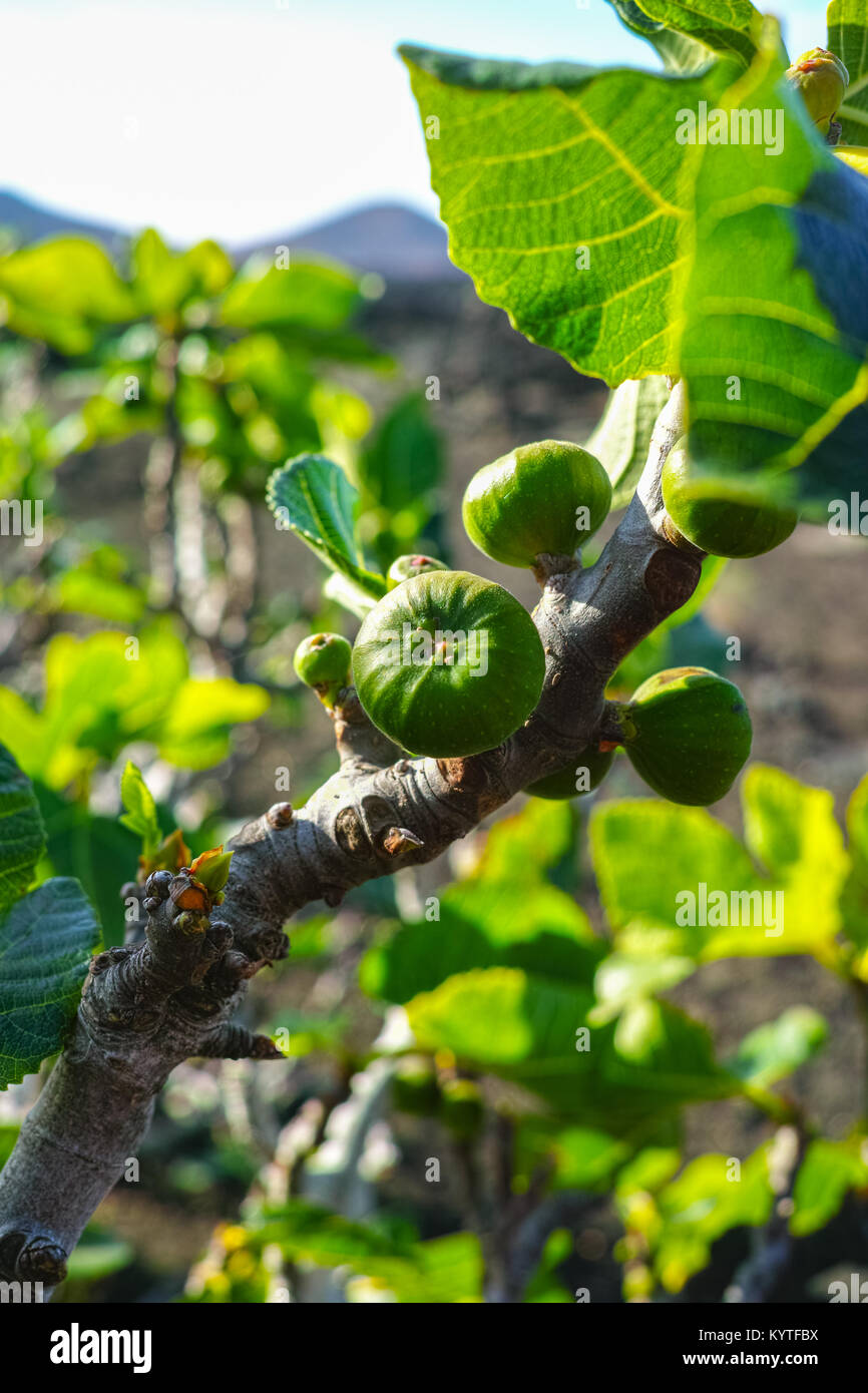 Vegetation on lava rocks, fig fruits riping on fig tree in winter ...