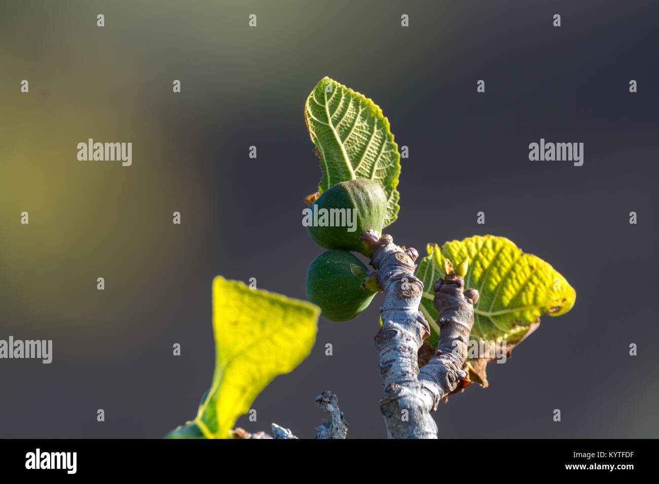 Fig tree on rocks hi-res stock photography and images - Alamy