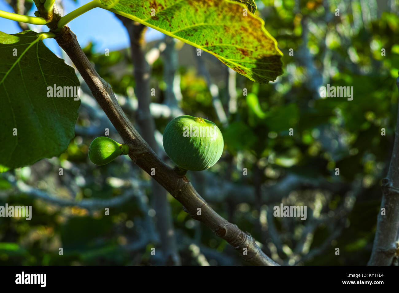 Vegetation on lava rocks, fig fruits riping on fig tree in winter ...
