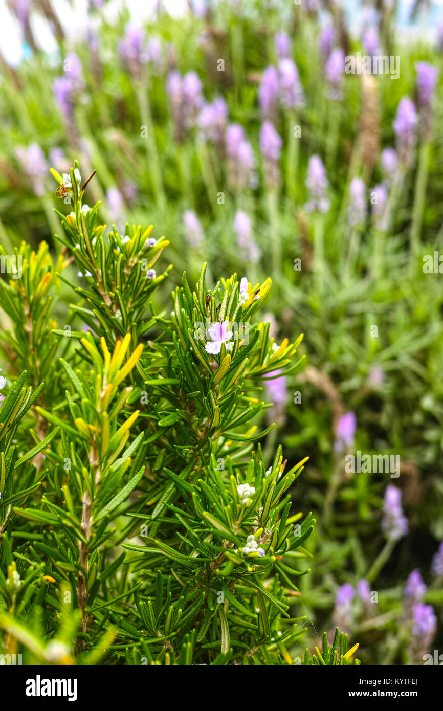 Green rosemary plant with lilac flowers, aromatic kitchen herb Stock ...