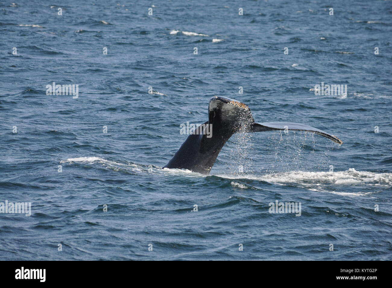 Boston, MA. Watching the whales from Boston Harbor. September 4, 1027 ...