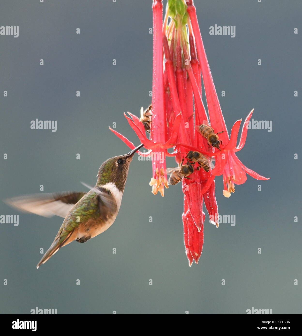 Volcano hummingbird (Selasphorus flammula) in Costa Rica Stock Photo ...