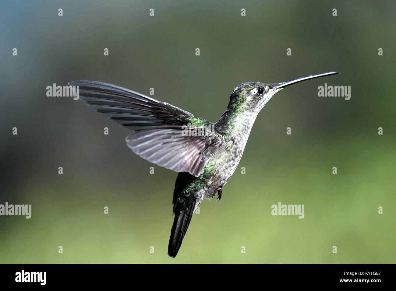 Rivoli's hummingbird (Eugenes fulgens spectabilis) in Costa Rica Stock ...