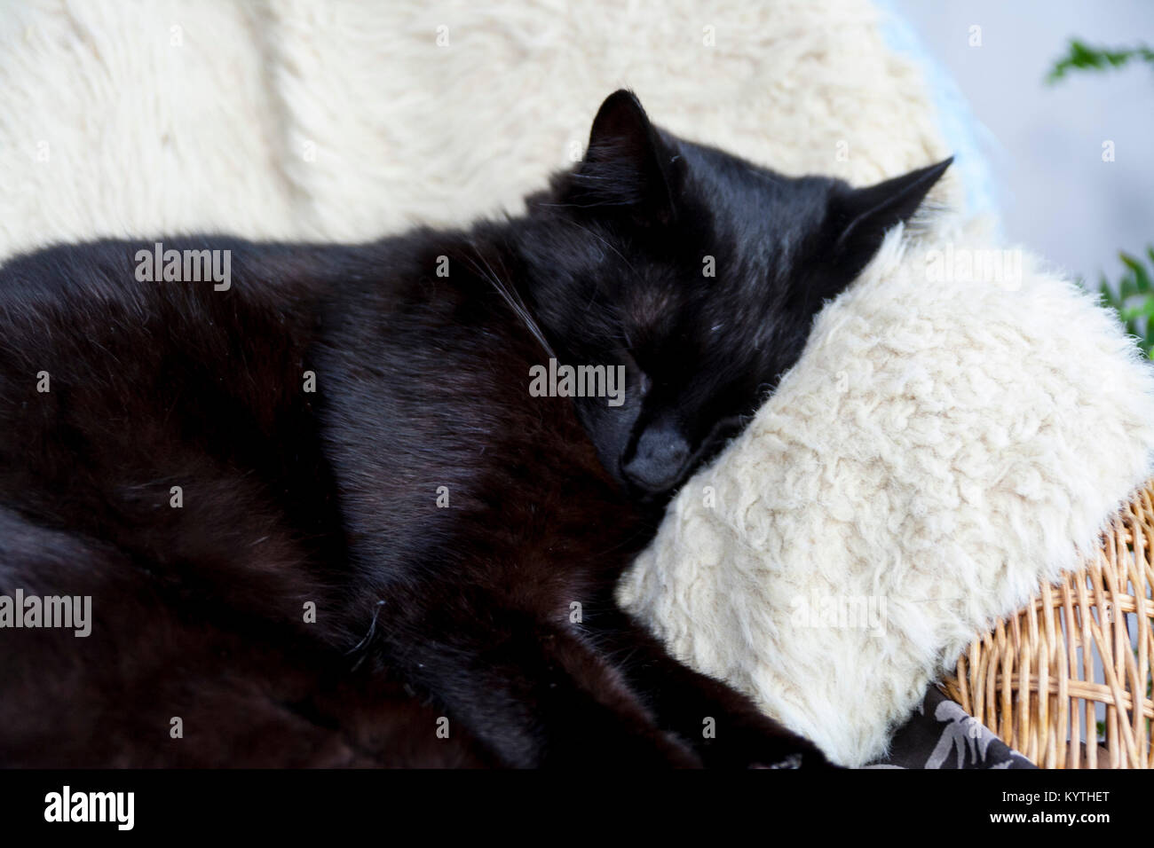 `Black Cat fast asleep Stock Photo - Alamy