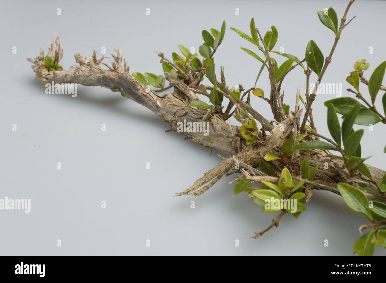 Clean studio hi-res stock photography and images - Alamy