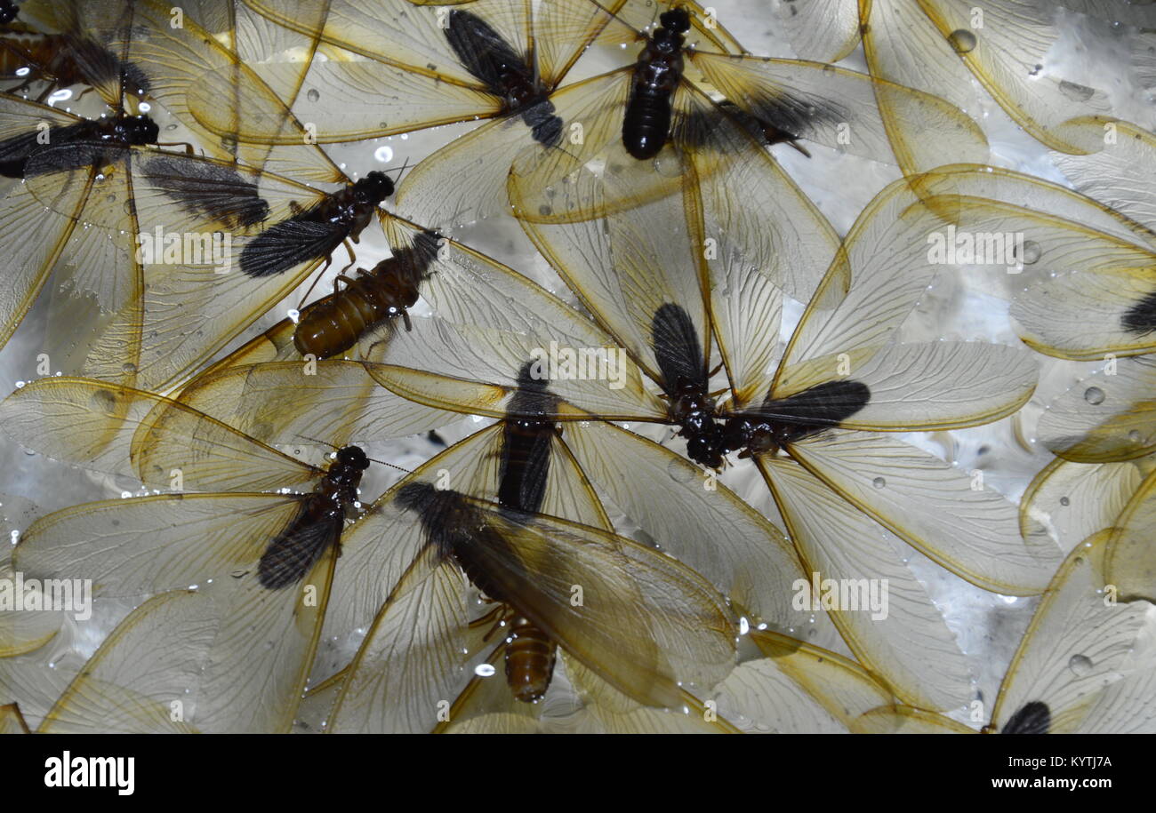 tussock moth water trap in glass bowl Stock Photo - Alamy