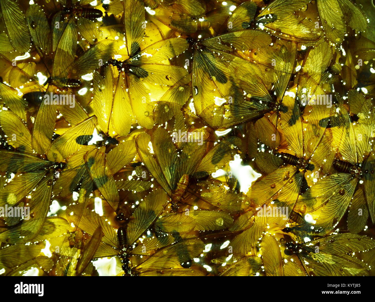 tussock moth water trap in glass bowl Stock Photo - Alamy