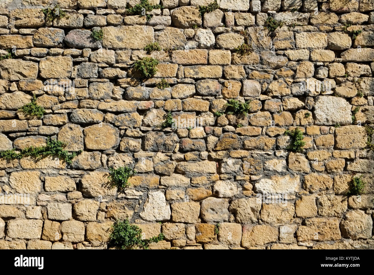 Vegetation on stone hi-res stock photography and images - Alamy