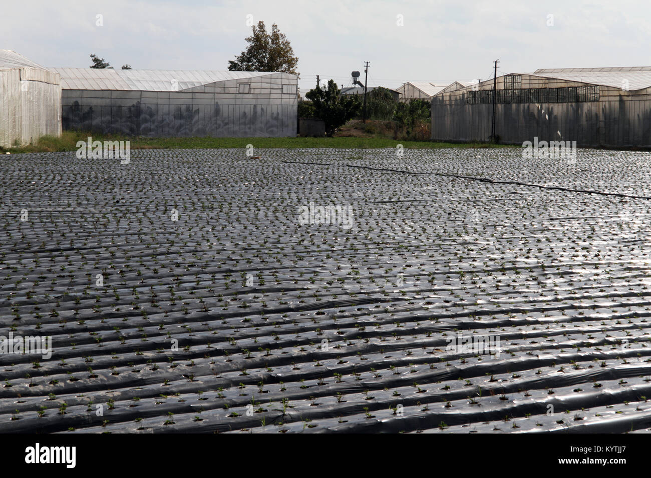 Greenhouses glass rows hi-res stock photography and images - Alamy