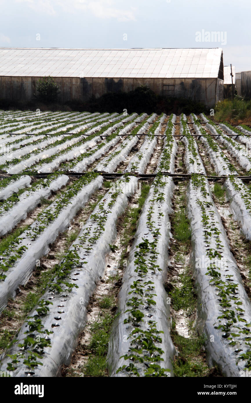 Greenhouse and rows of vegetables on the field in Turkey Stock Photo ...