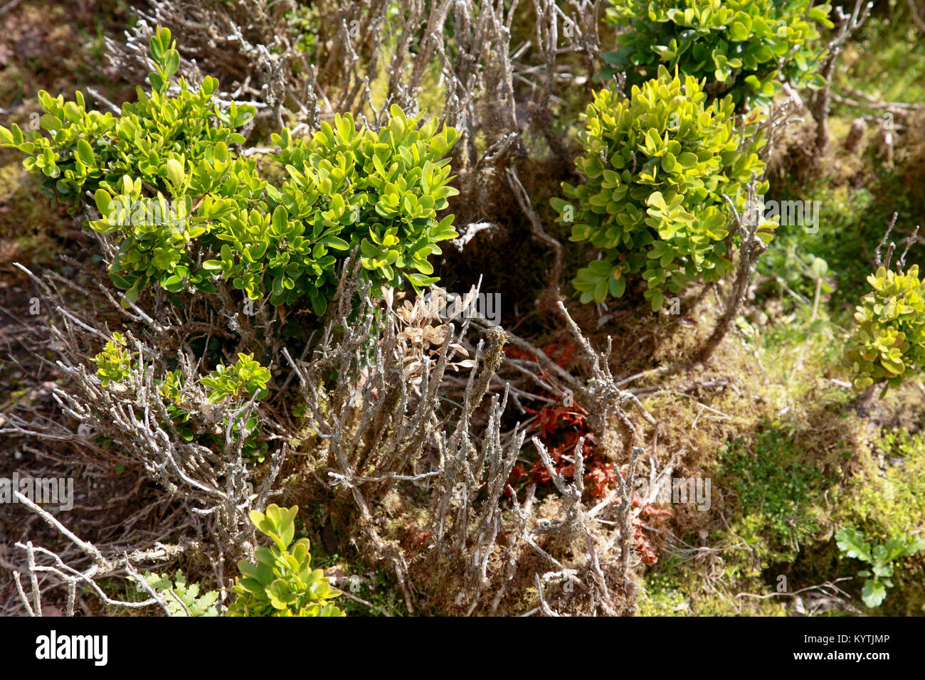 Box blight hi-res stock photography and images - Alamy