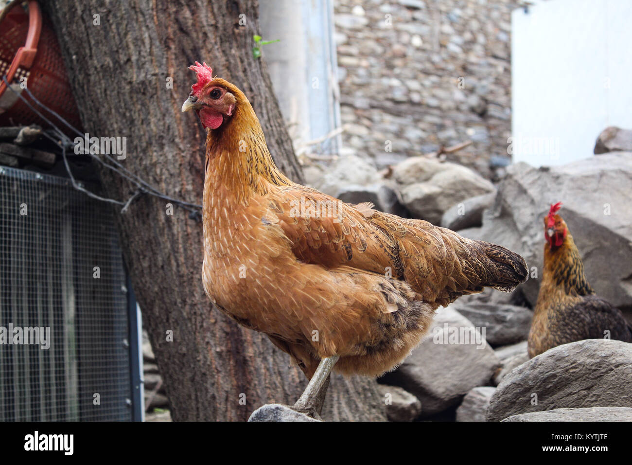 Live chickens on stone hi-res stock photography and images - Alamy