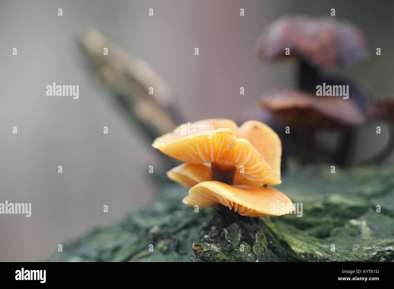 Flammulina velutipes, delicious wild mushroom called seafood mushroom ...
