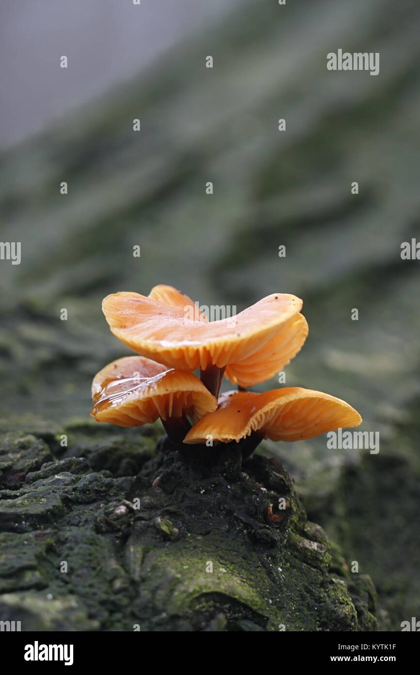 Flammulina velutipes, delicious wild mushroom called seafood mushroom ...