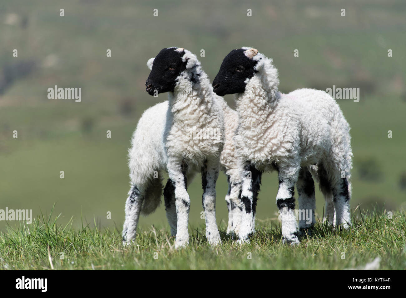 Young swaledale lambs in fields at lambing time, Cumbria, UK Stock ...