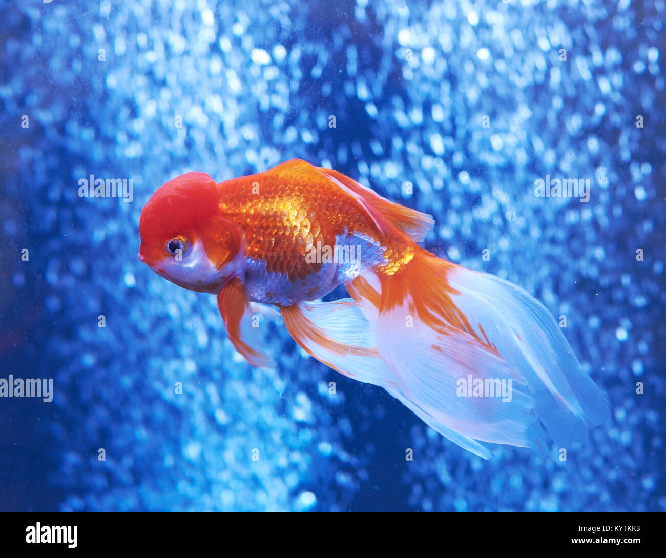 Most Beautiful Goldfish