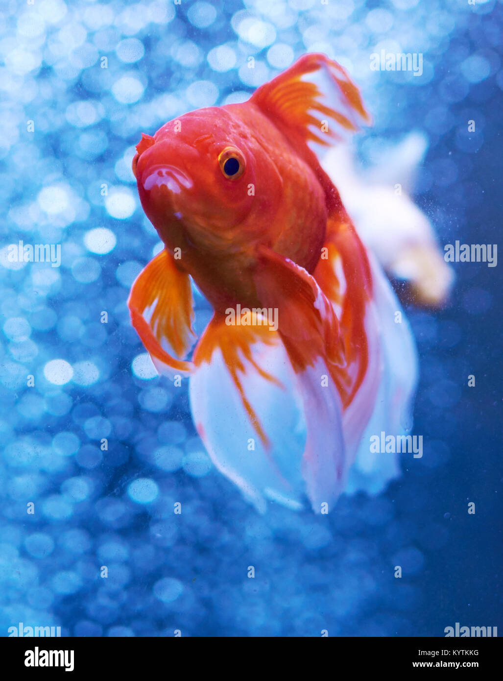 Goldfish in blue water and out of focus air bubbles behind Stock Photo ...