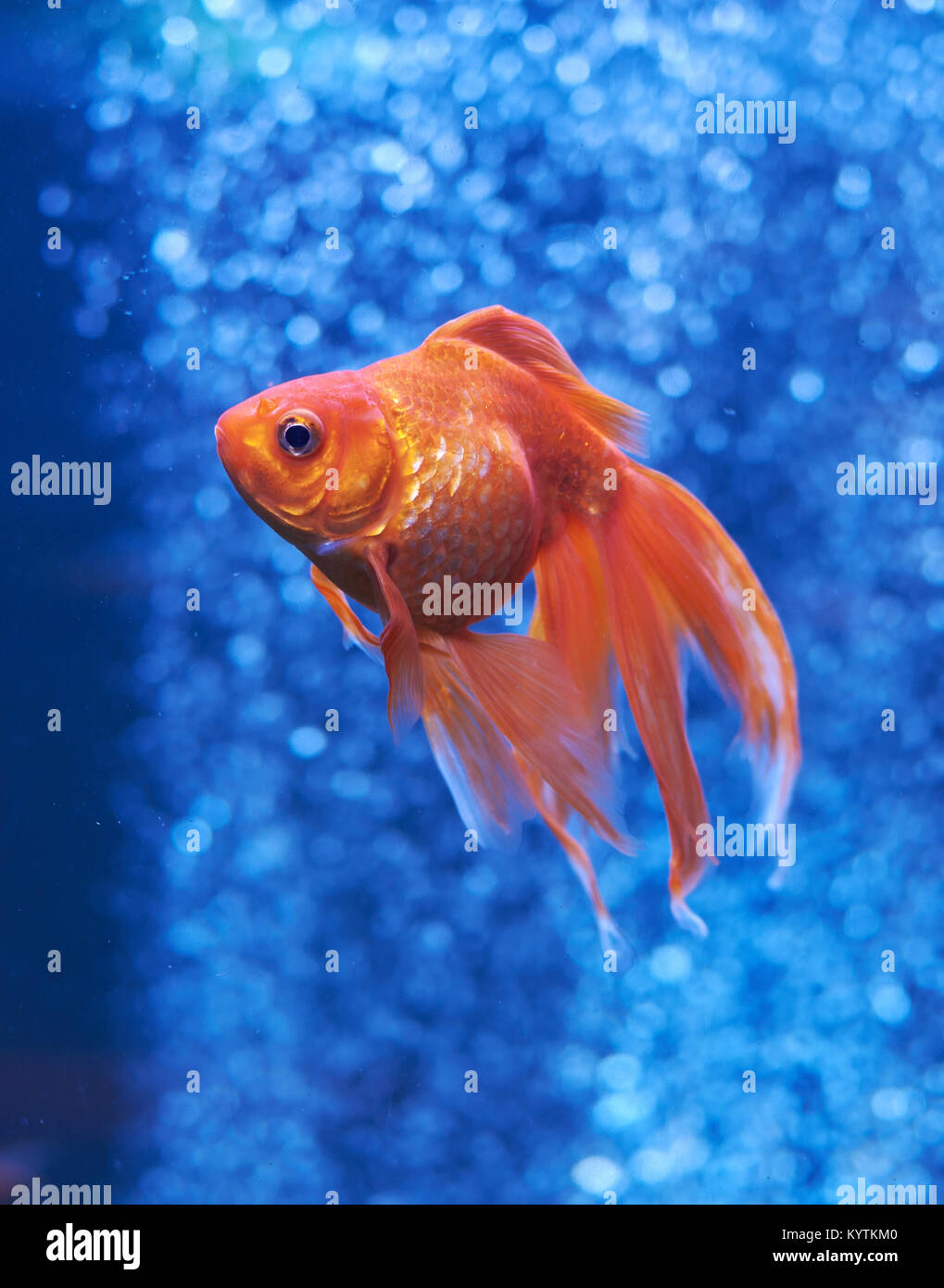Goldfish In Blue Water