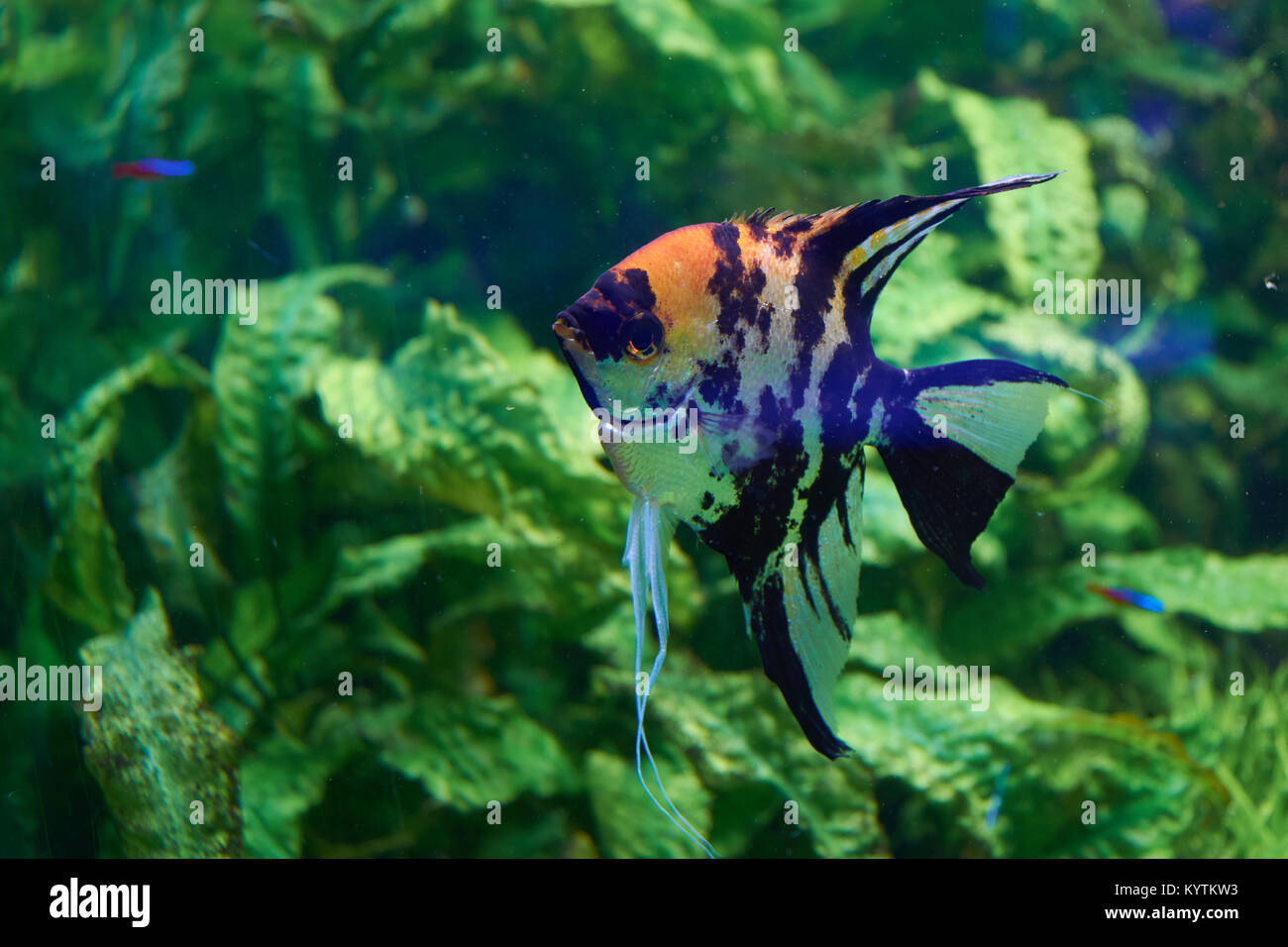Orange Marble Angelfish