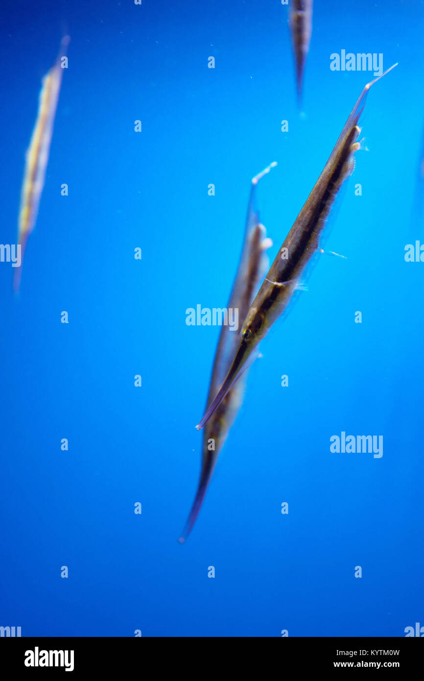 Aeoliscus strigatus hi-res stock photography and images - Alamy