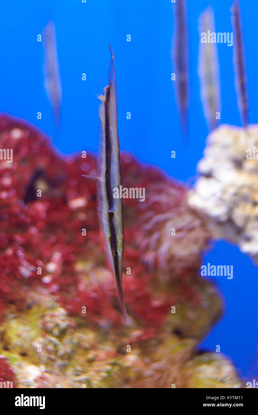 School of razorfish hi-res stock photography and images - Alamy