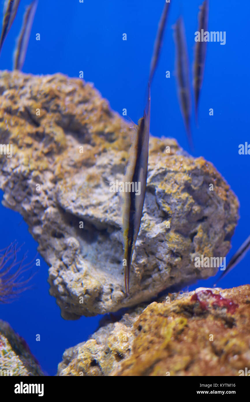School of razorfish hi-res stock photography and images - Alamy